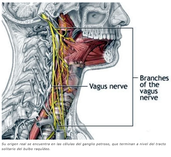 Nueve datos fascinantes que debes conocer sobre el ‘nervio vago ...